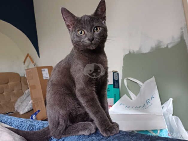 Buy and sell Russian Blue kittens and cats online | Russian Blue Owners