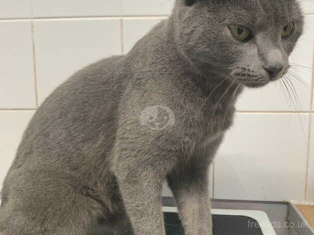 Buy and sell Russian Blue kittens and cats online | Russian Blue Owners