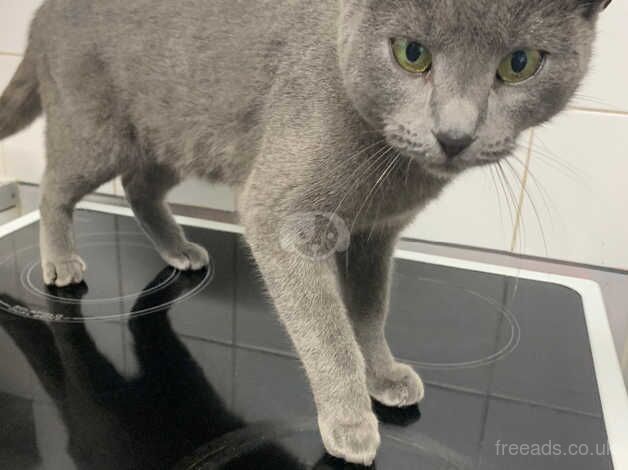 Buy and sell Russian Blue kittens and cats online | Russian Blue Owners