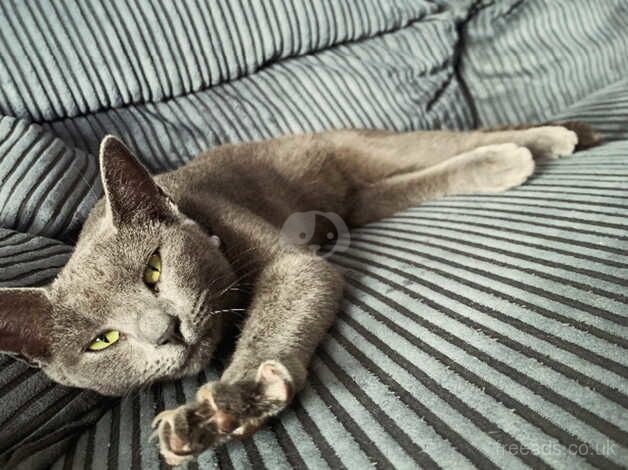 Buy and sell Russian Blue kittens and cats online | Russian Blue Owners