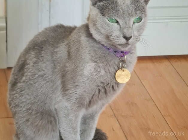 Buy and sell Russian Blue kittens and cats online | Russian Blue Owners
