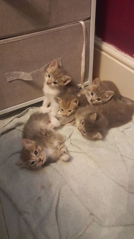 Buy and sell Russian Blue kittens and cats online | Russian Blue Owners