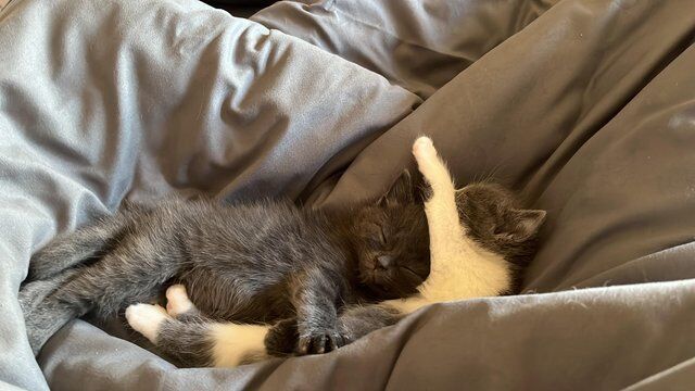 Kittens Mono Cat Cross Russian Blue Long Haired For Sale in Market ...