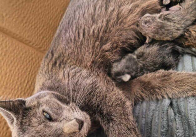 Buy and sell Russian Blue kittens and cats online | Russian Blue Owners