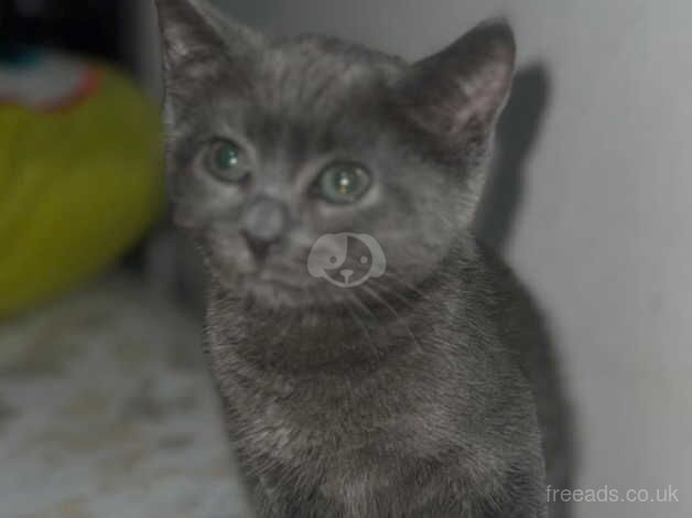 Buy and sell Russian Blue kittens and cats online | Russian Blue Owners