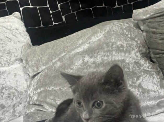 Buy and sell Russian Blue kittens and cats online | Russian Blue Owners