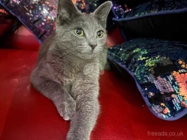 Buy and sell Russian Blue kittens and cats online | Russian Blue Owners