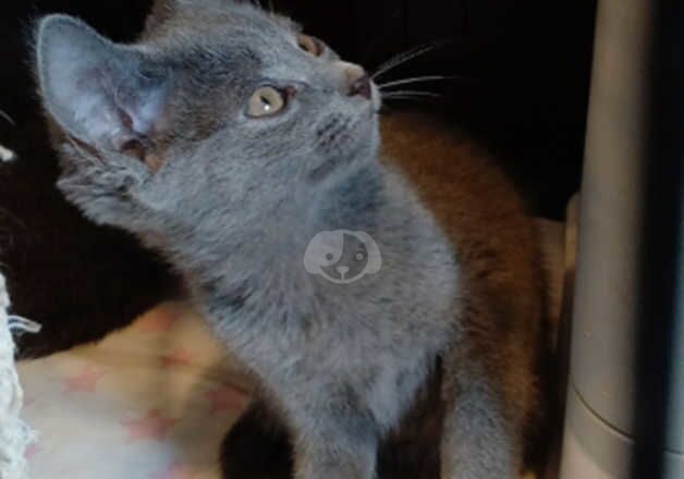 Buy and sell Russian Blue kittens and cats online | Russian Blue Owners
