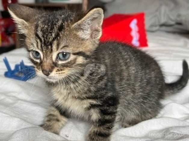 Buy and sell Russian Blue kittens and cats online | Russian Blue Owners